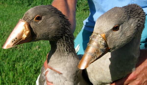 Becco di Rame, oca spiega disabilità: da storia a fiaba e mascotte ...