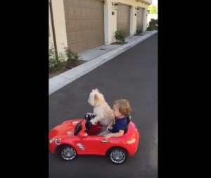 Video Youtube cane guida auto del padroncino